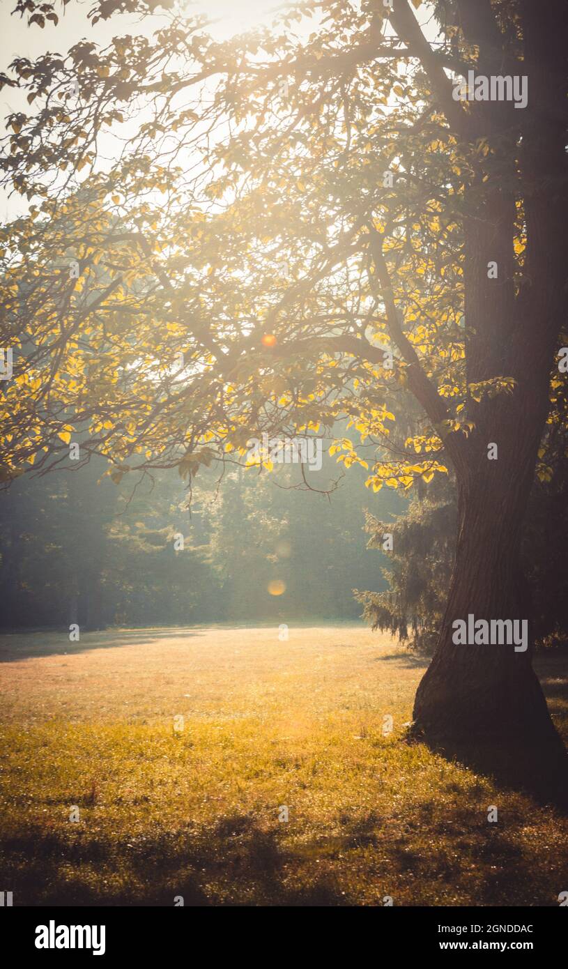 Glade branch of a tree with leaves sunlight Stock Photo - Alamy