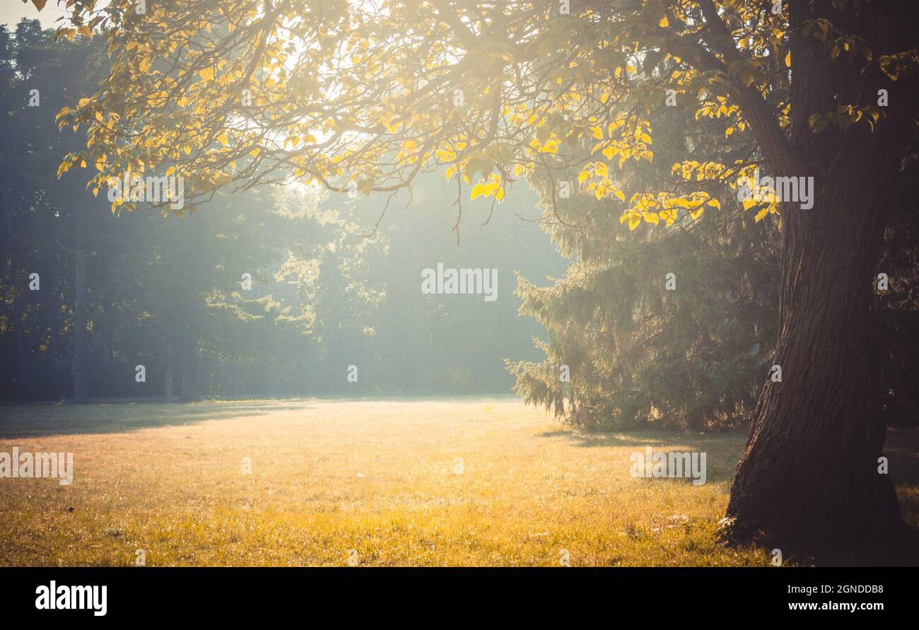 Glade branch of a tree with leaves sunlight Stock Photo - Alamy