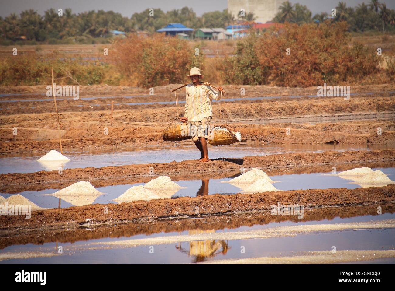 KAMPOT, CAMBODIA - Jan 24, 2020: Khmer people harvesting salt manually ...