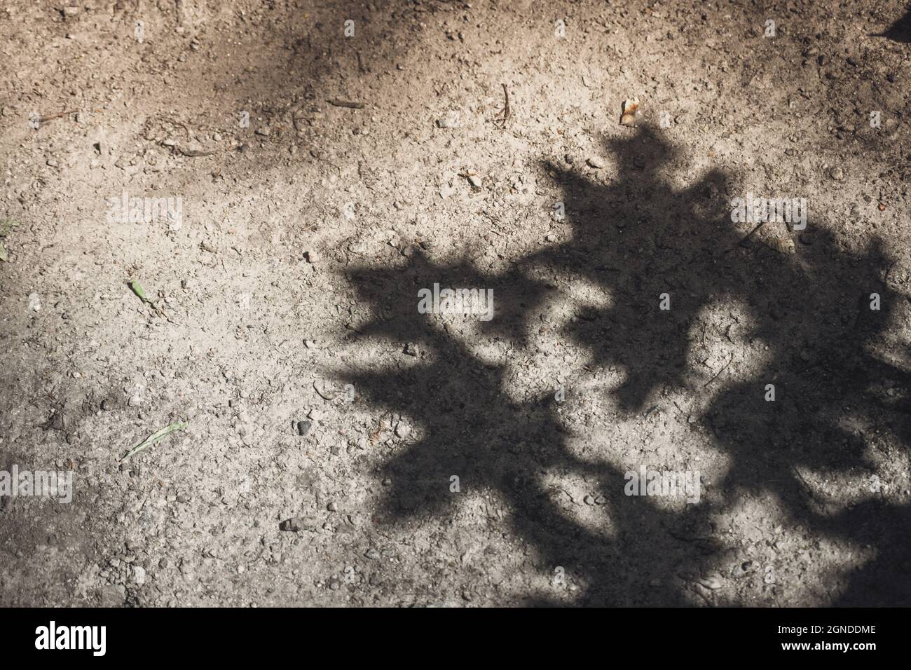 Shadow of maple leaves on the floor Stock Photo - Alamy