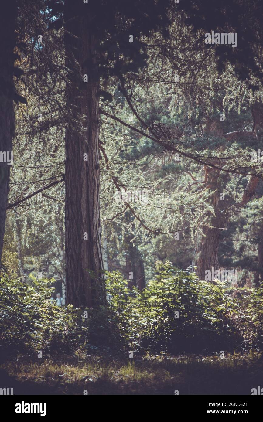 Pine wood in shadow hi-res stock photography and images - Alamy