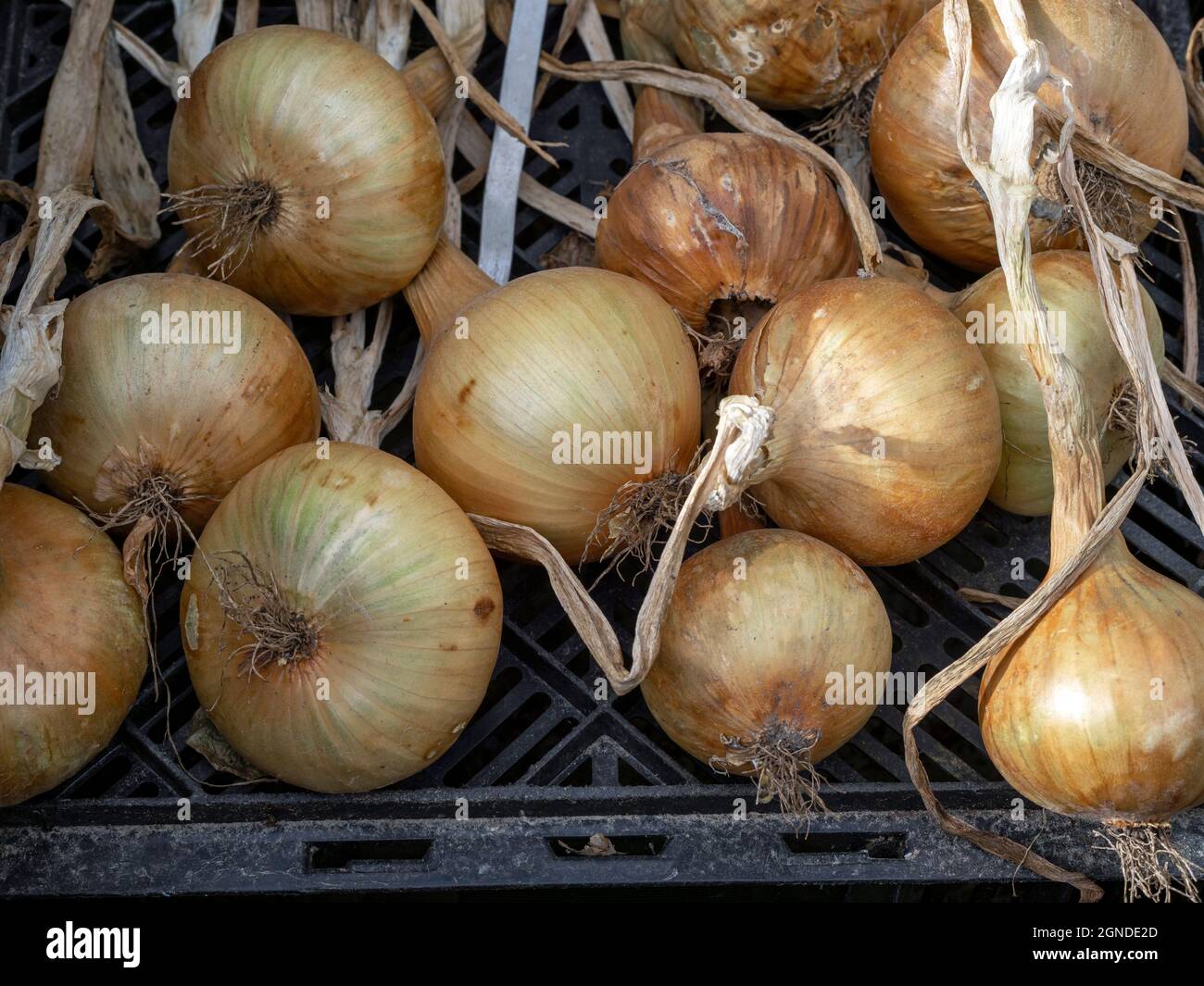Home grown onions drying on a rack Stock Photo - Alamy