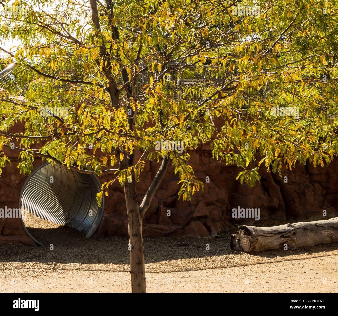 Fall foliage, a tunnel, a tree, and a log Stock Photo - Alamy