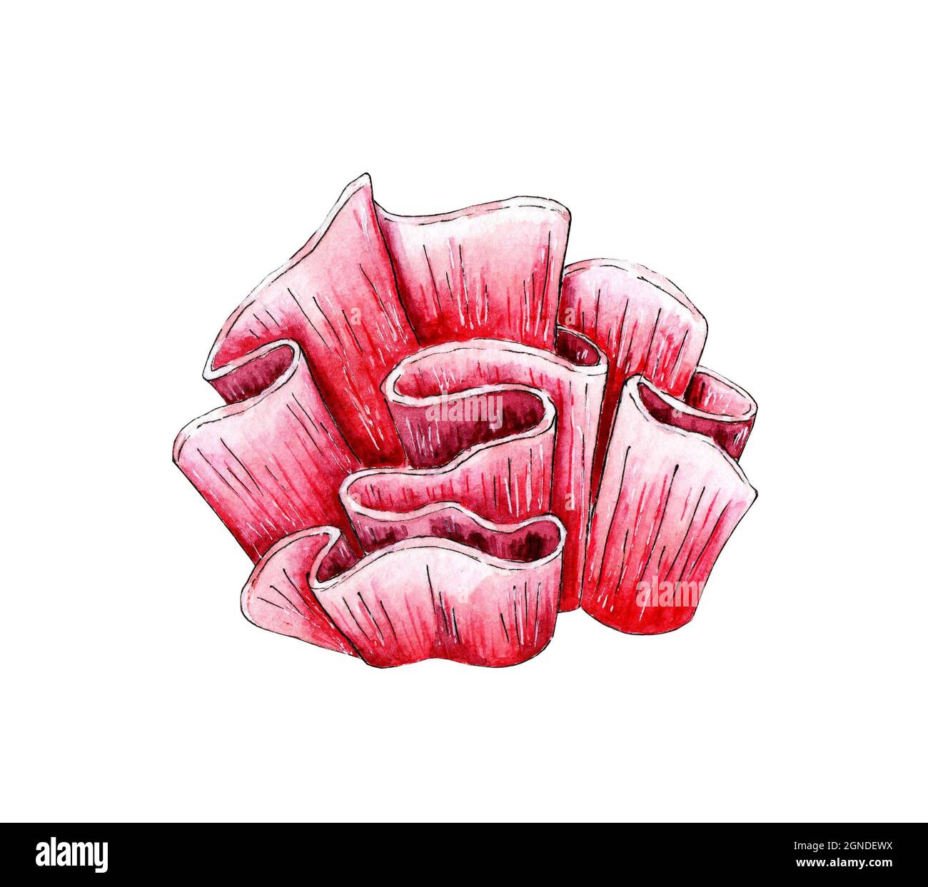 Watercolor illustration of pink wavy corals. Sea life. Coral reef ...