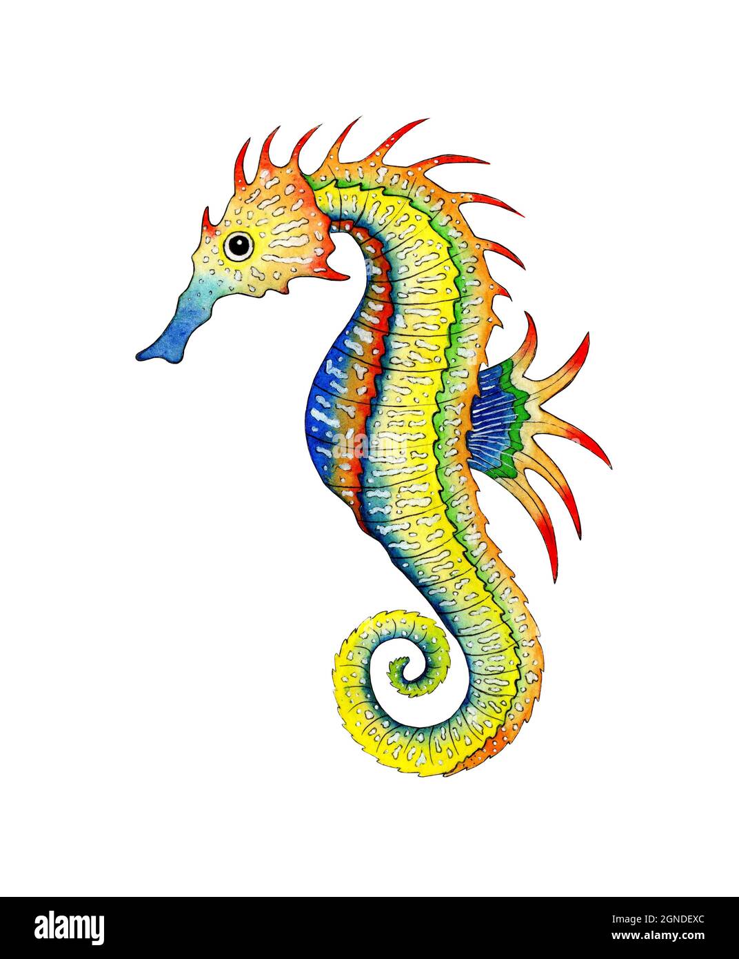 Colorful Real Seahorse