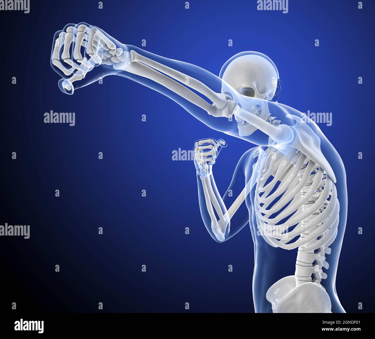 Normal anatomy of the human body hi-res stock photography and images ...