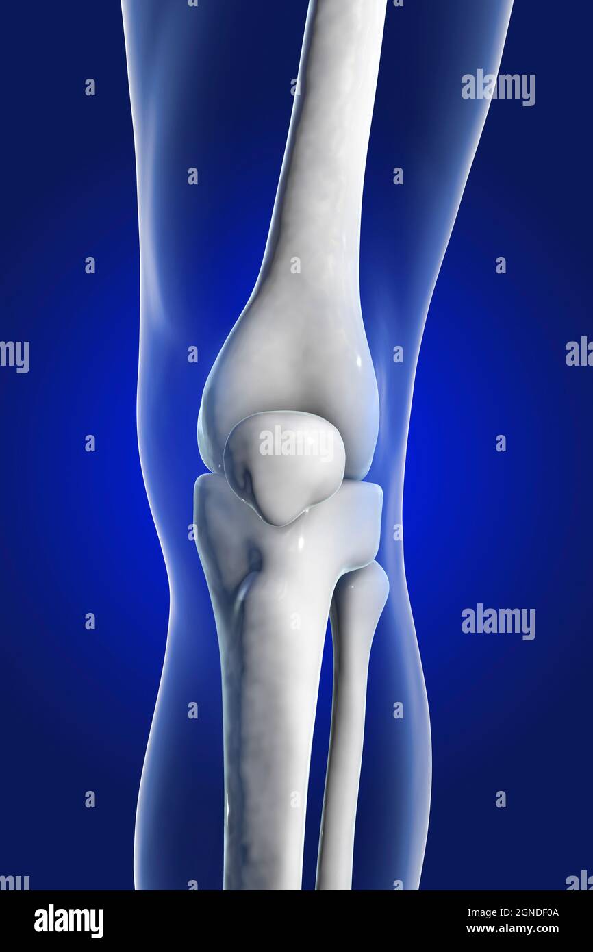 Human knee joint, illustration Stock Photo - Alamy