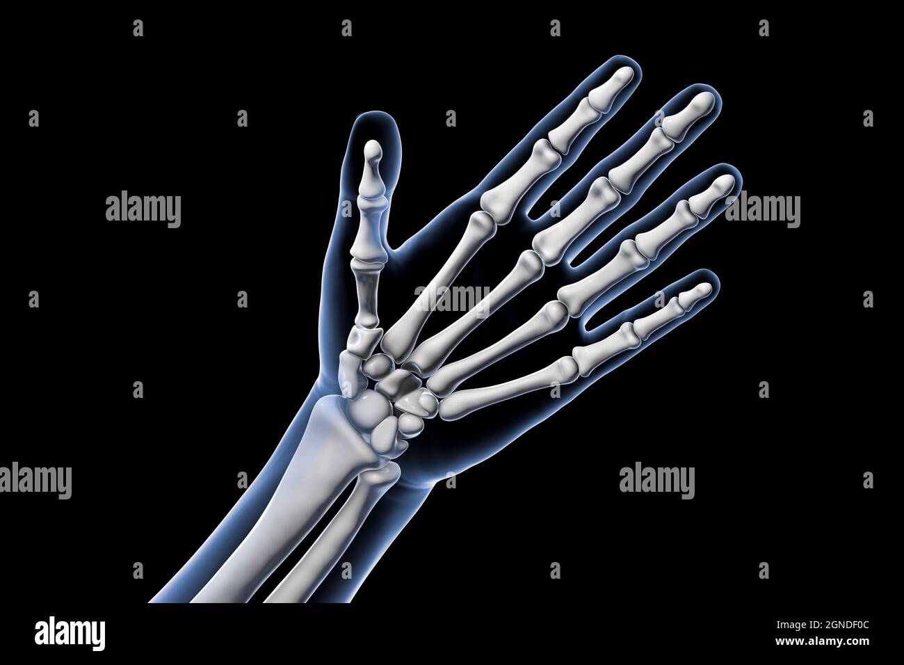 Hand anatomy bones fingers hi-res stock photography and images - Alamy