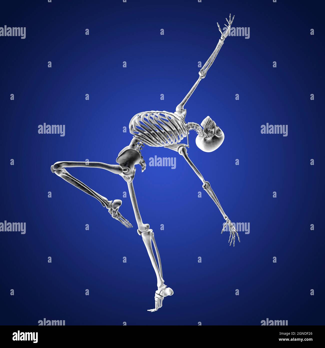 Anatomy of a dancer, illustration Stock Photo - Alamy
