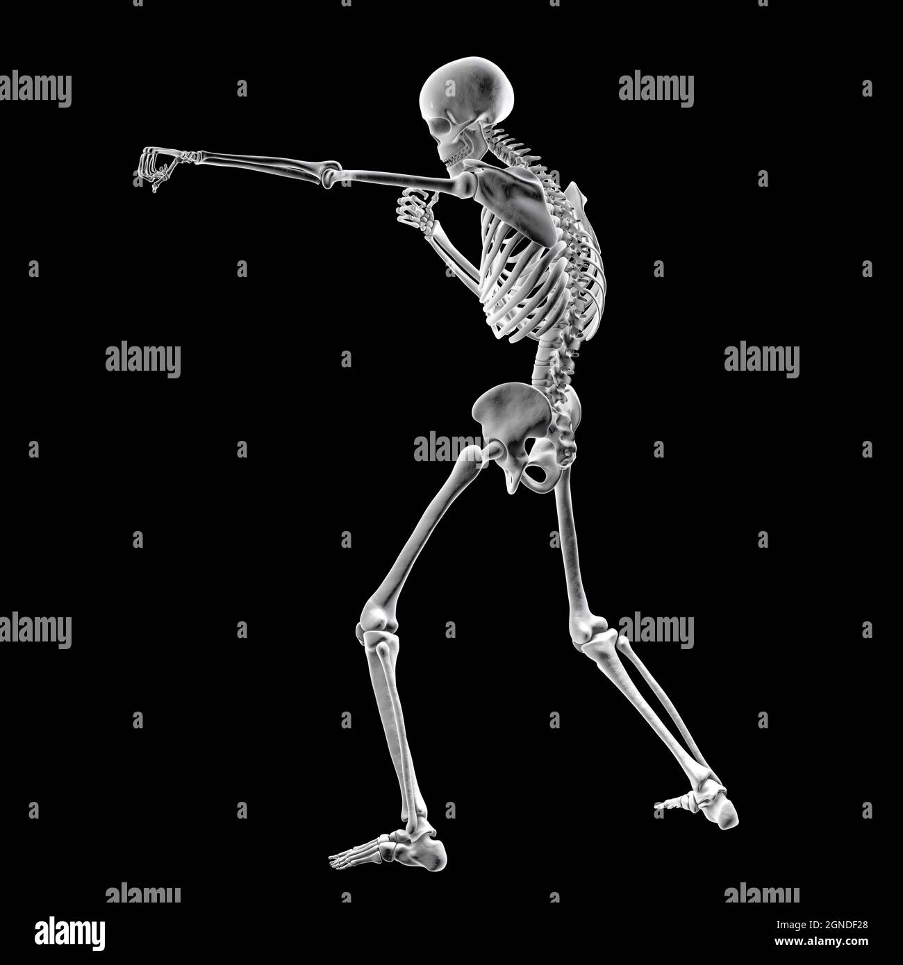 Skeleton boxing, illustration Stock Photo - Alamy