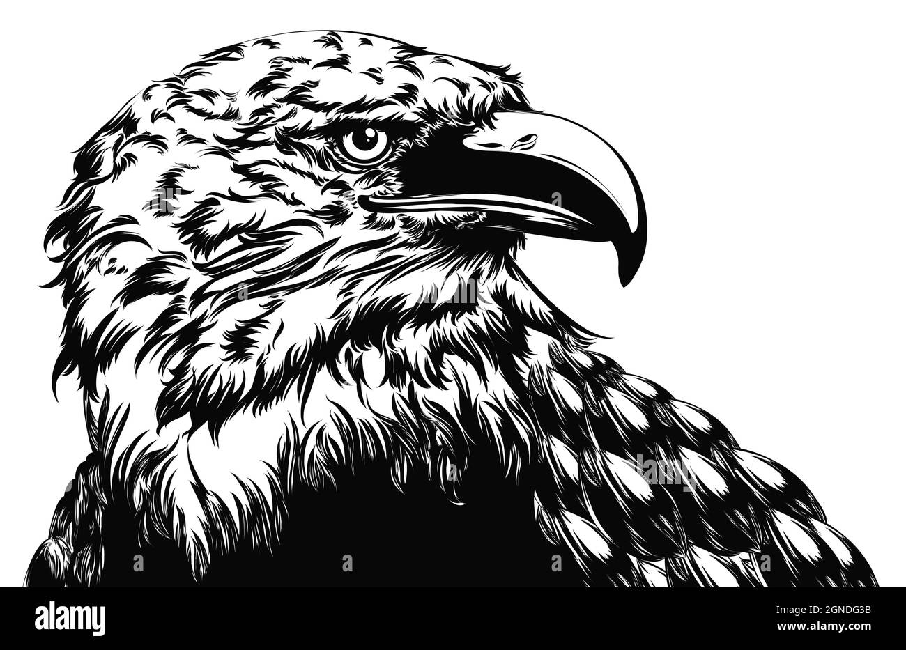 Beautiful illustration of an eagle made in high contrast Stock Photo ...