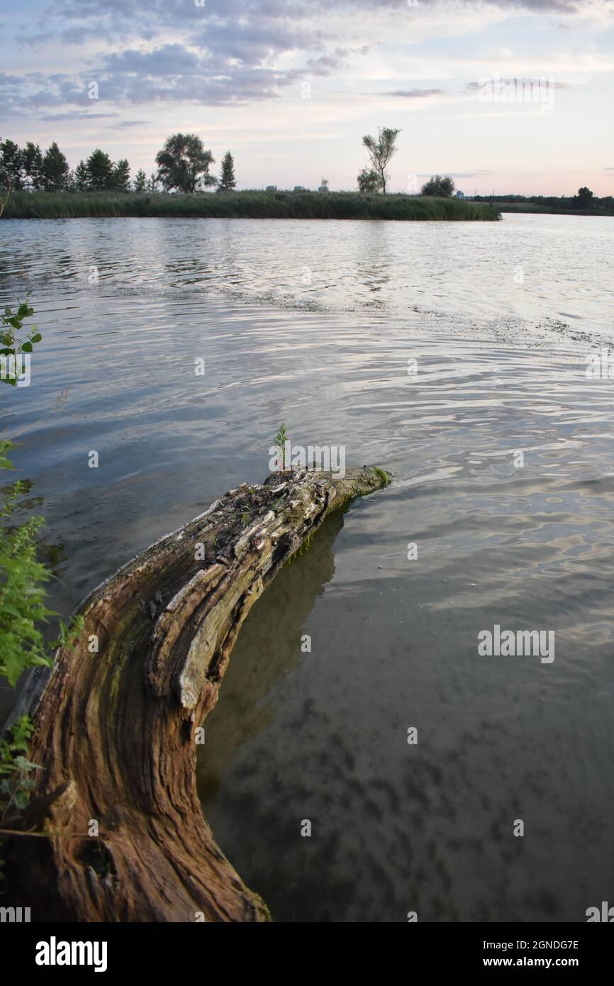 Closeup shot of a beautiful sunset over a sea and a big branch of a ...