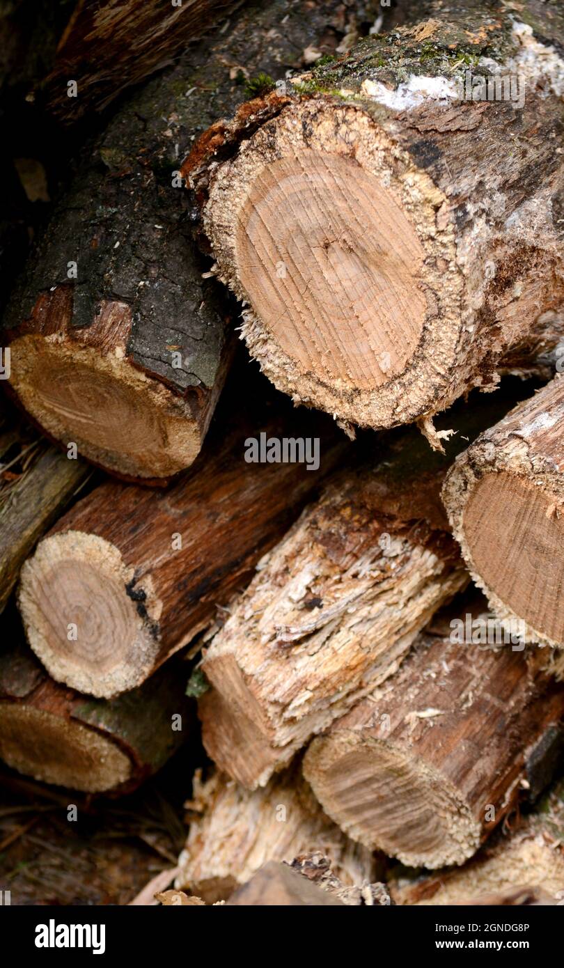 stacked logs close-up Stock Photo - Alamy