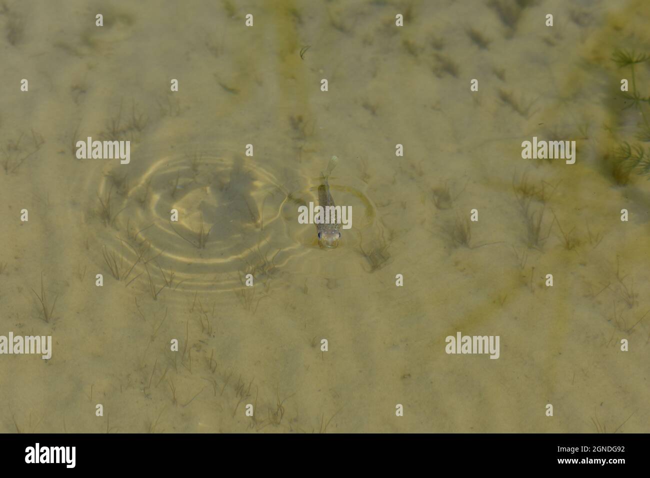 Closeup shot of a small fish swimming in the lake under the sun Stock ...
