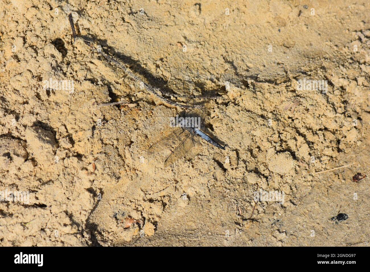 Closeup shot of a dragonfly inside the crack of a rock under the sun ...