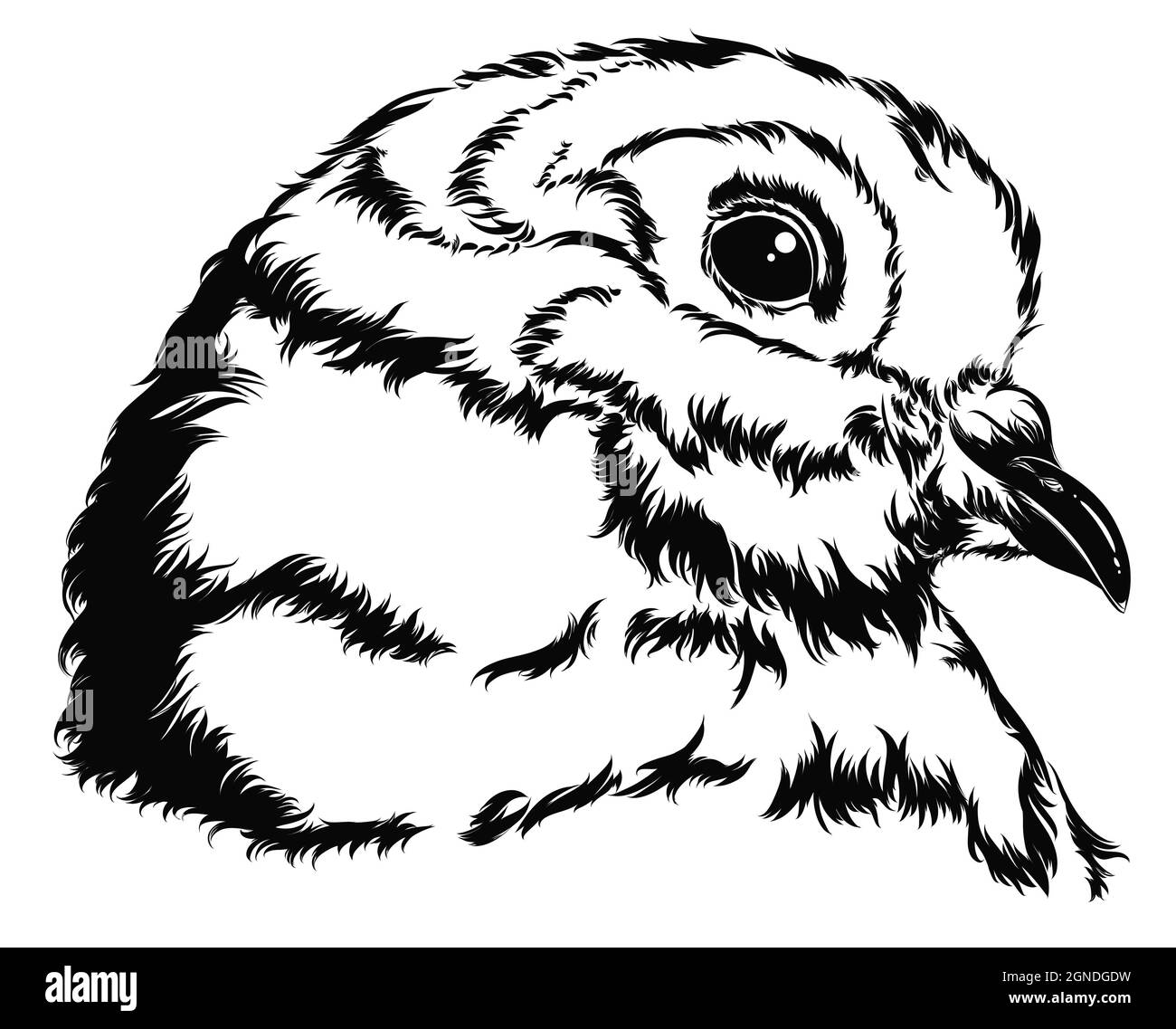 Beautiful illustration of a bird made in high contrast Stock Photo - Alamy