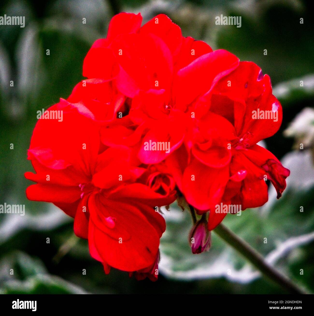 Geraniums flowering hi-res stock photography and images - Alamy