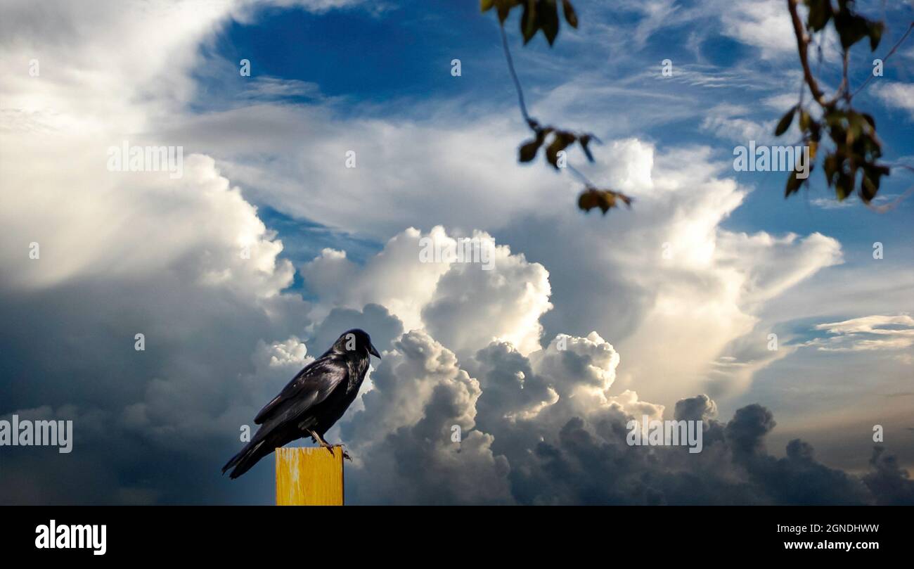 Crow stands hi-res stock photography and images - Alamy