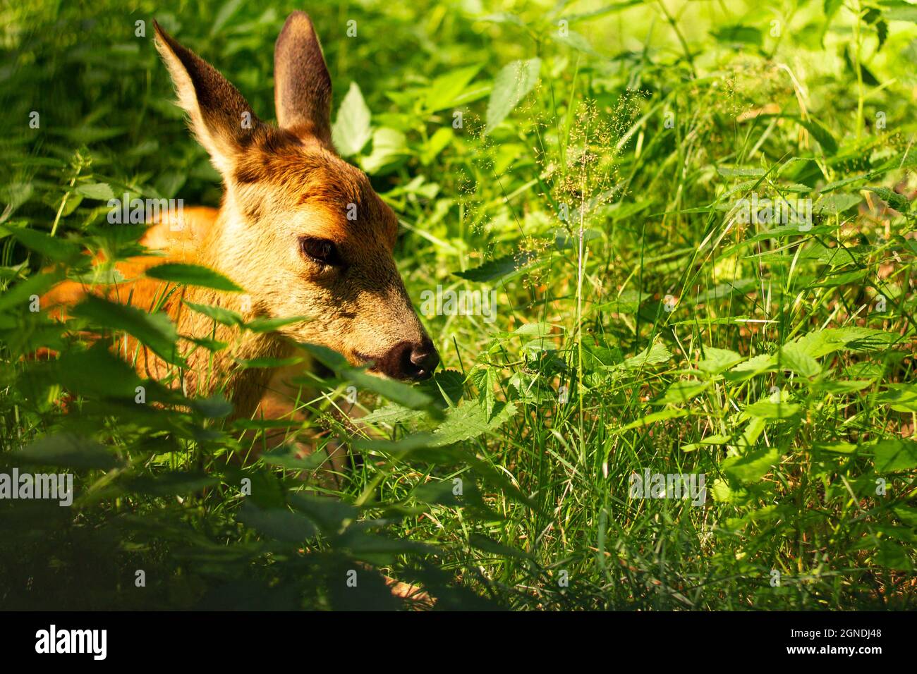 Little cute deer lying in greenery in the sun Stock Photo - Alamy