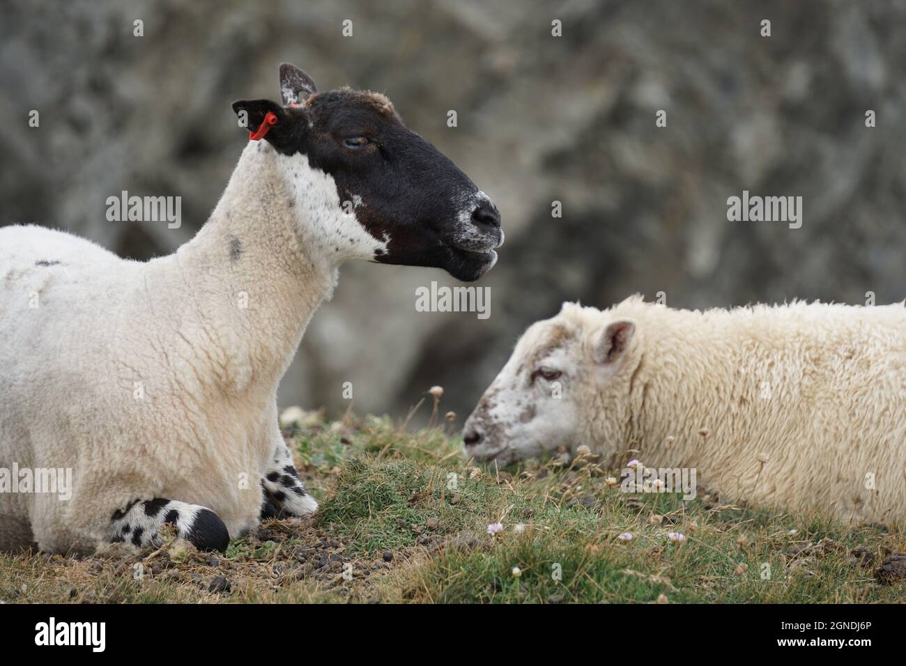Sheep rest hi-res stock photography and images - Alamy