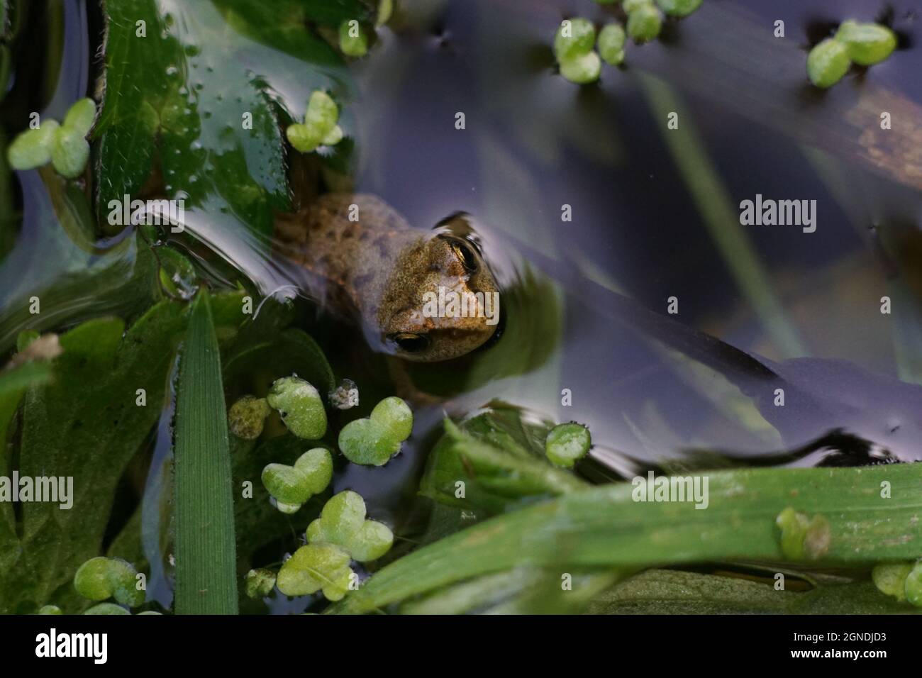 Pea Frog High Resolution Stock Photography and Images - Alamy