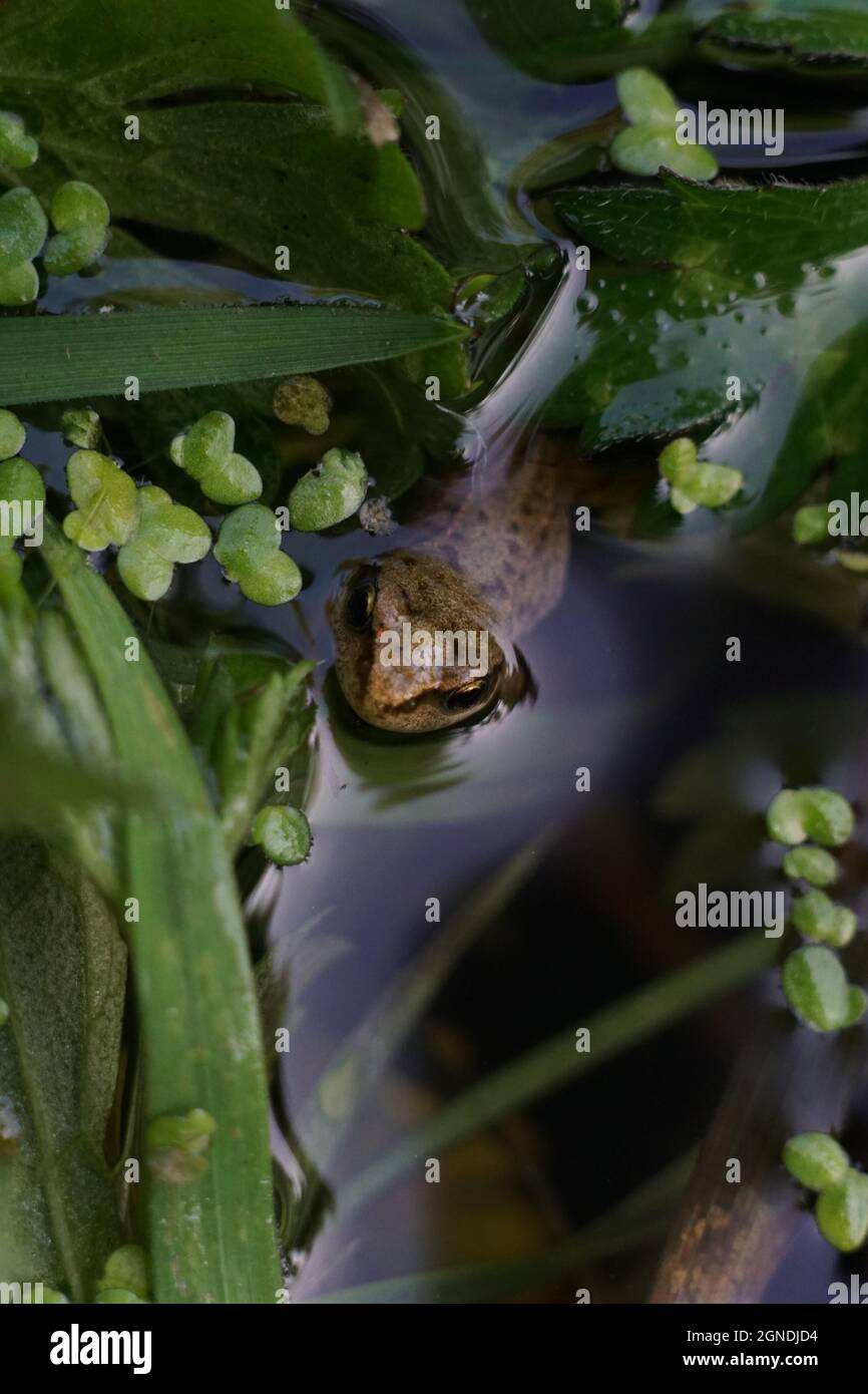 Pea frog hi-res stock photography and images - Alamy