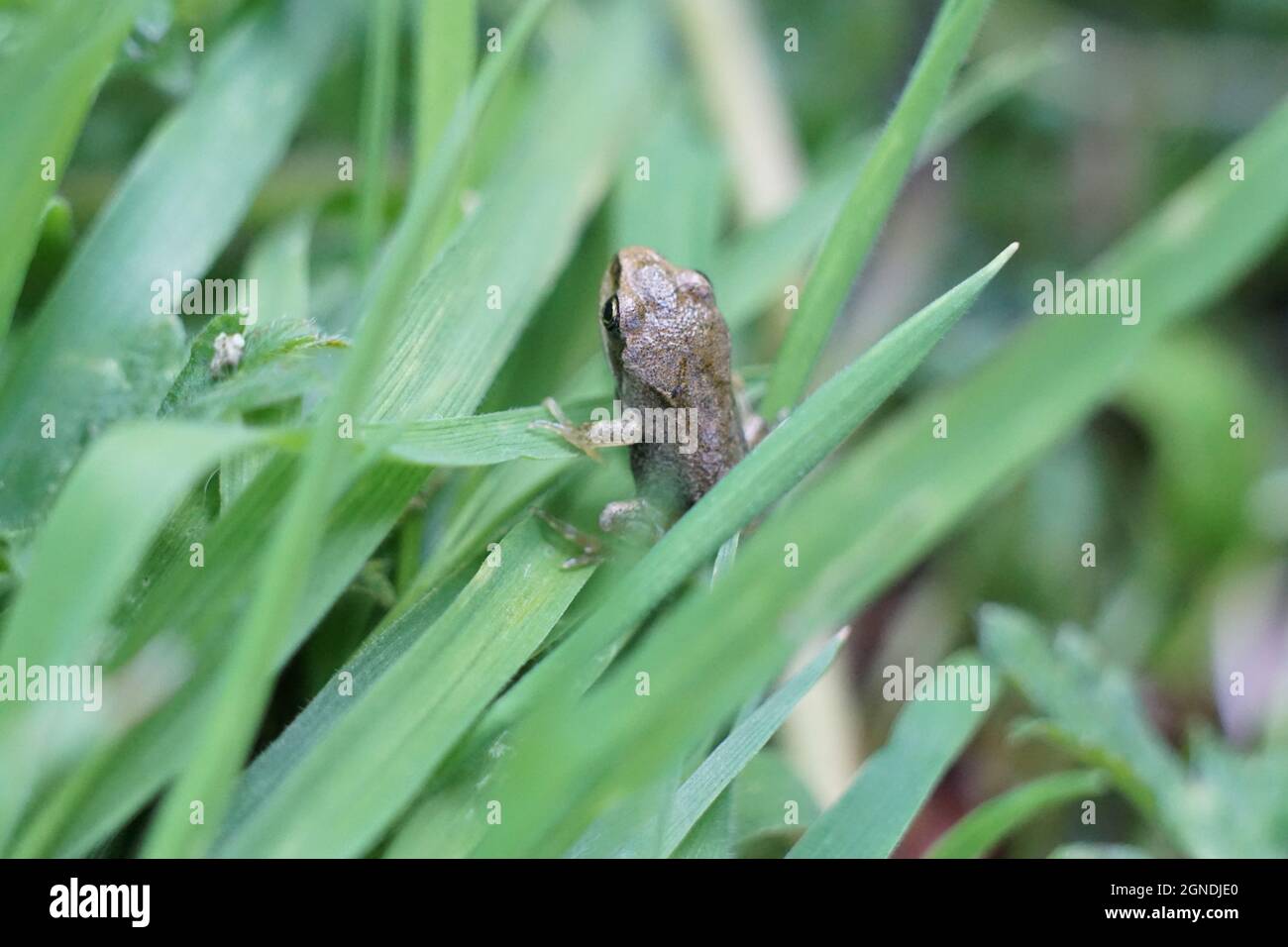 Pea frog hi-res stock photography and images - Alamy
