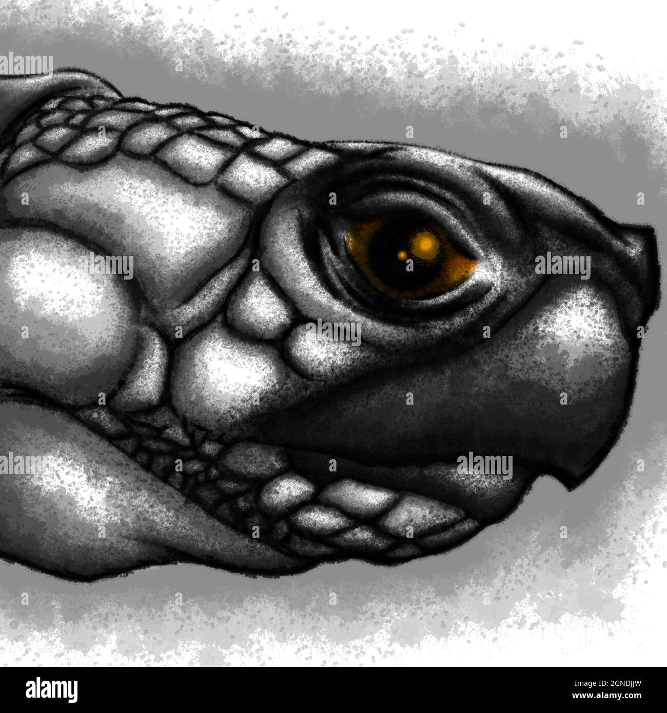Beautiful digital charcoal illustration of a turtle Stock Photo - Alamy
