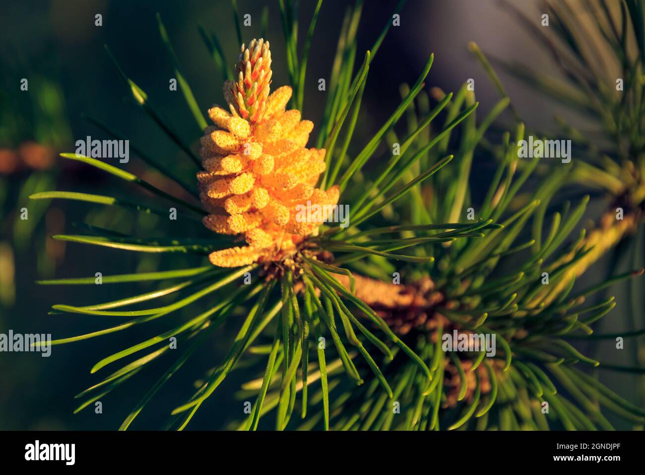Closeup of the growing conifer cone on the evergreen tree in the woods ...