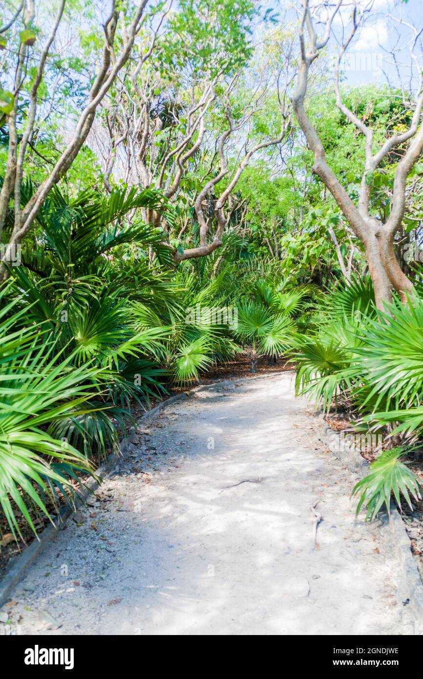 Trail through the ruins of the ancient Maya city Tulum, Mexico Stock ...