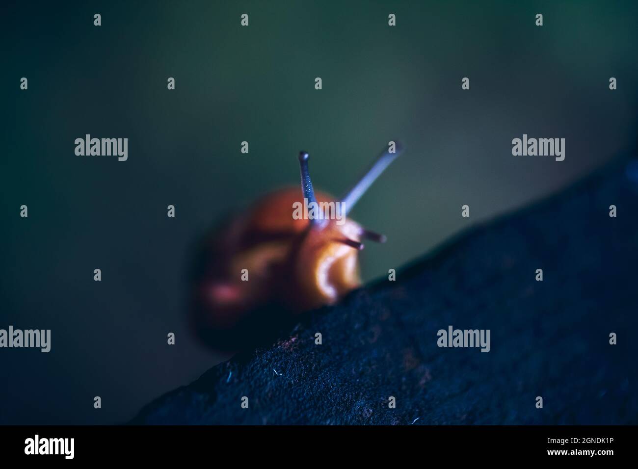 Closeup of a snail on the black rocky surface Stock Photo - Alamy