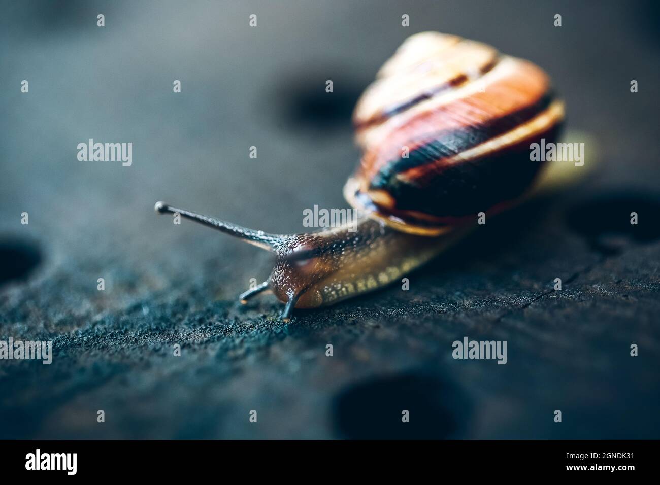 Closeup of a snail on the black rocky surface Stock Photo - Alamy