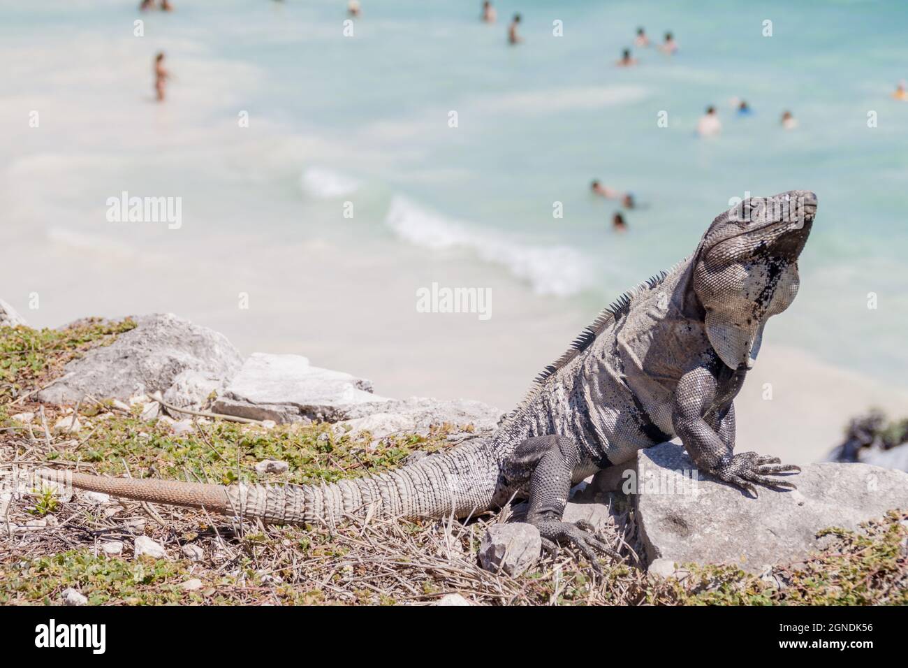 Black Iguana at the ruins of the ancient Maya city Tulum, Mexico ...