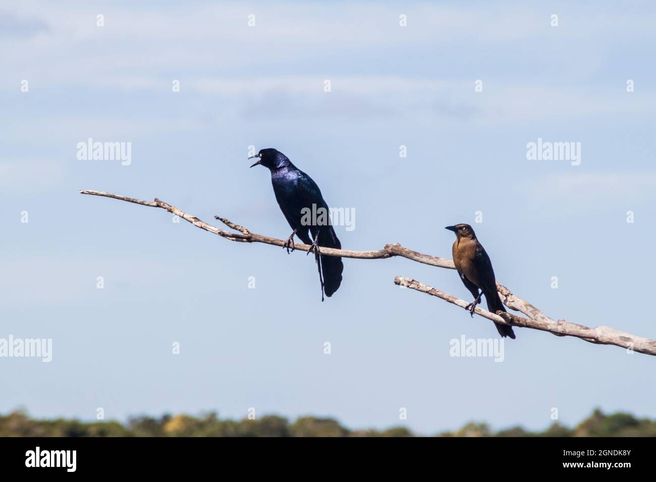Great-tailed Grackle (male at left, female at right), Quiscalus ...