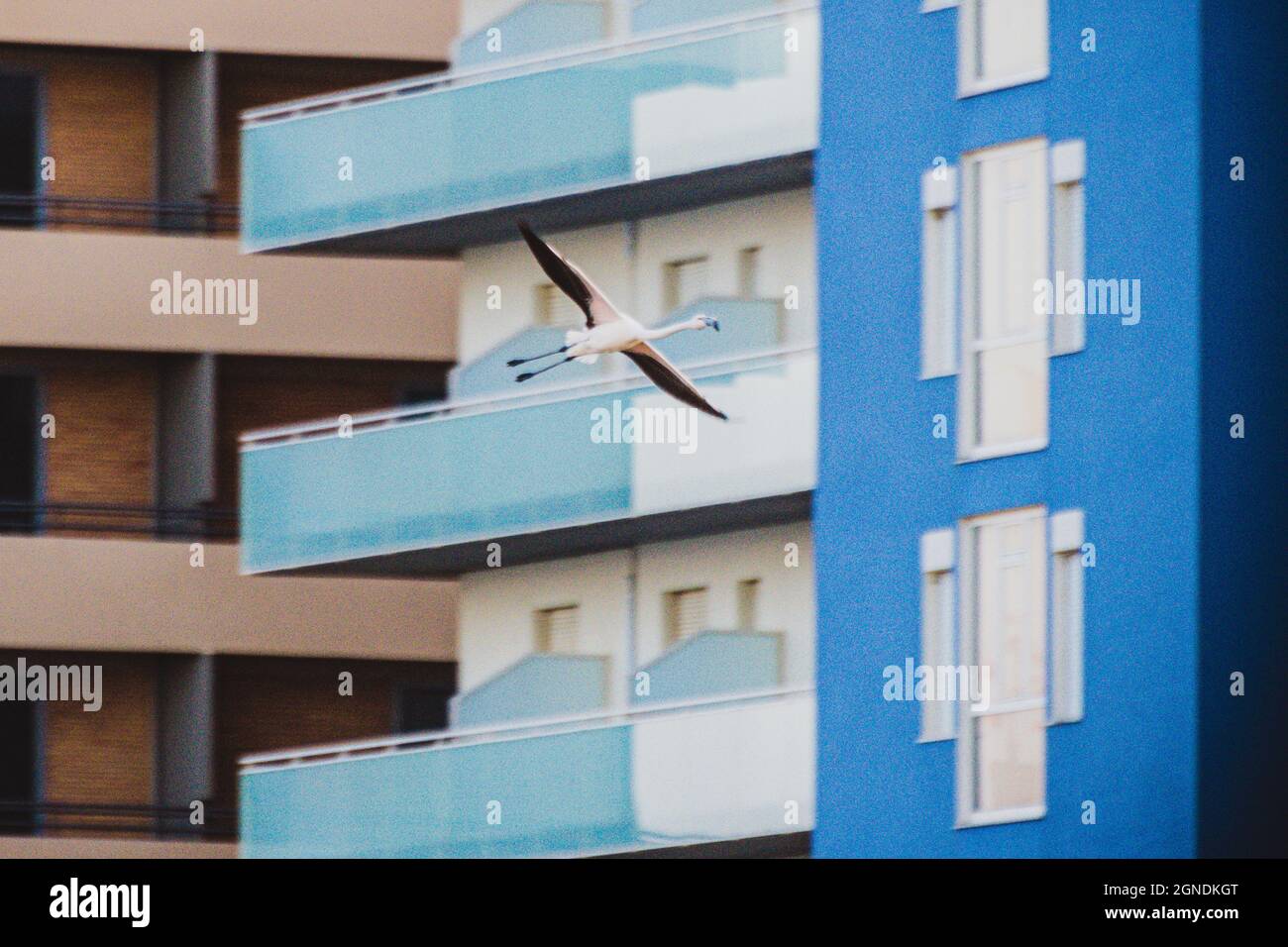 Beautiful bird flying on the background of residential highrise ...