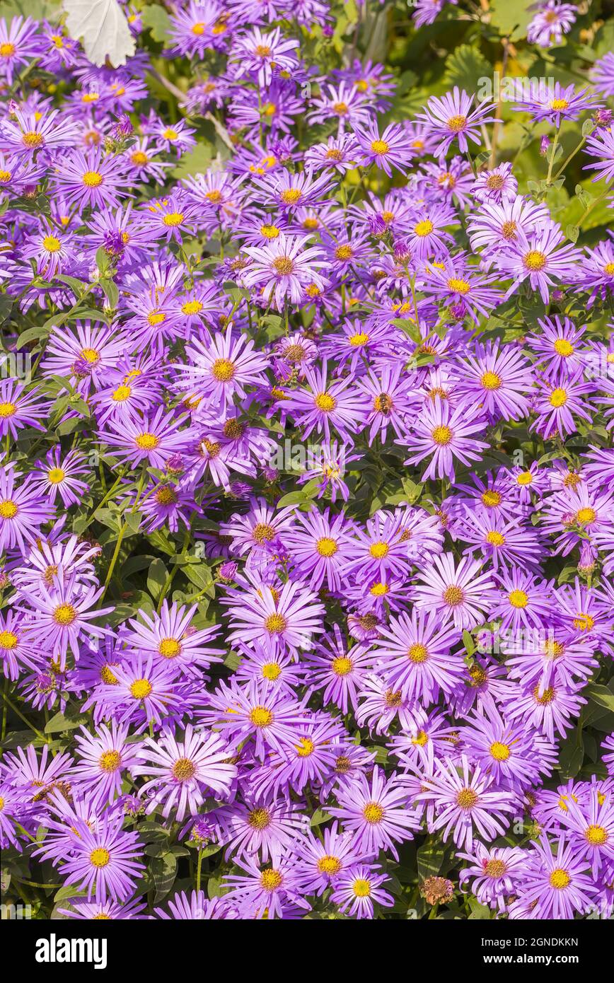 Sprawling plants hi-res stock photography and images - Alamy