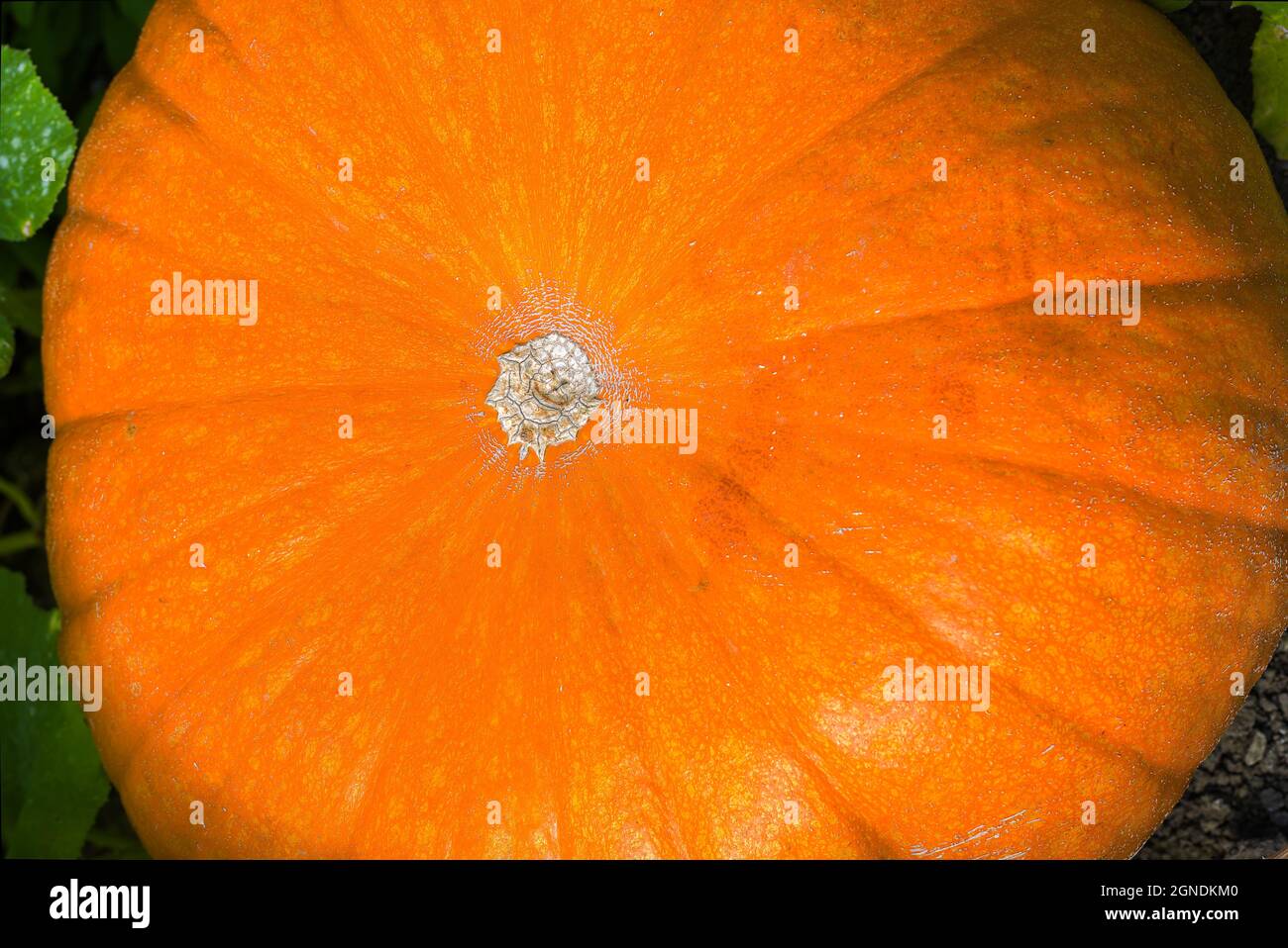 Inside a former stately home Stock Photo - Alamy