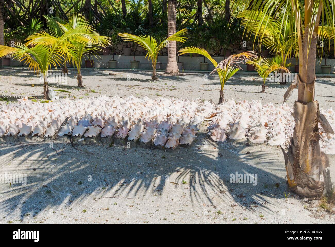 Conches hi-res stock photography and images - Alamy
