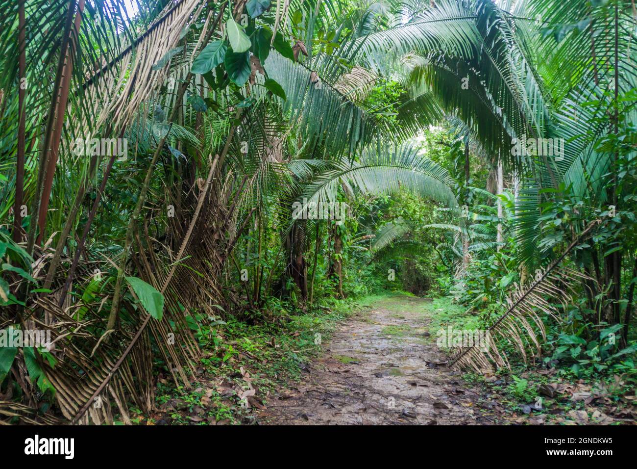 Hiking trail in Cockscomb Basin Wildlife Sanctuary, Belize Stock Photo ...