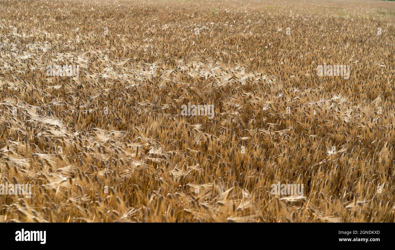 Natural background with a view of a field with grain crops Stock Photo ...