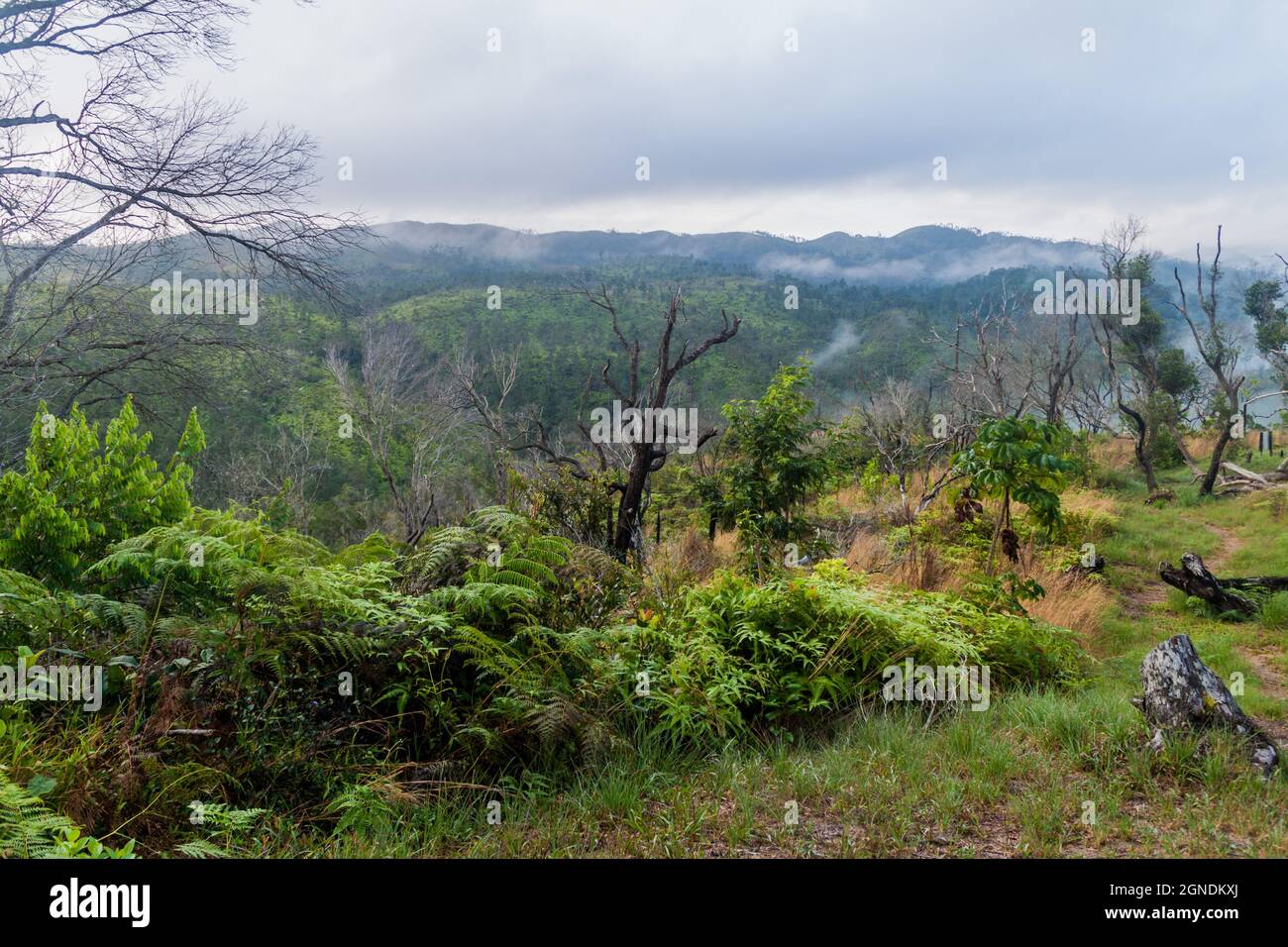 Landscape of Cockscomb Basin Wildlife Sanctuary, Belize Stock Photo - Alamy