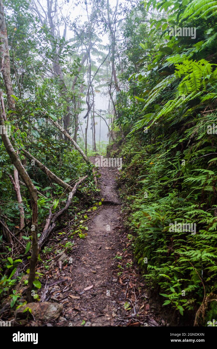 Hiking trail in Cockscomb Basin Wildlife Sanctuary, Belize Stock Photo ...