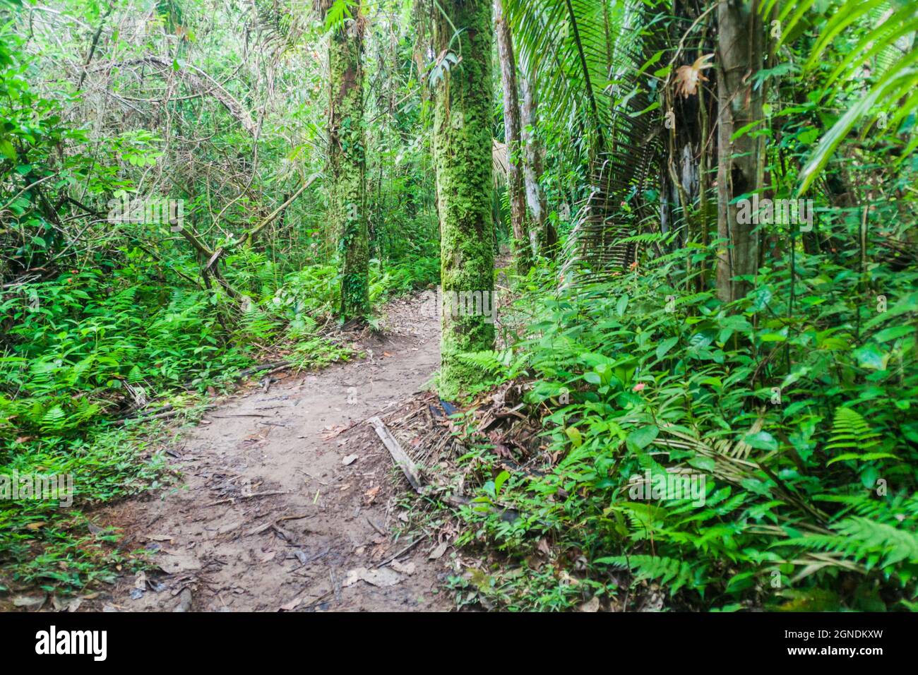 Hiking trail in Cockscomb Basin Wildlife Sanctuary, Belize Stock Photo ...