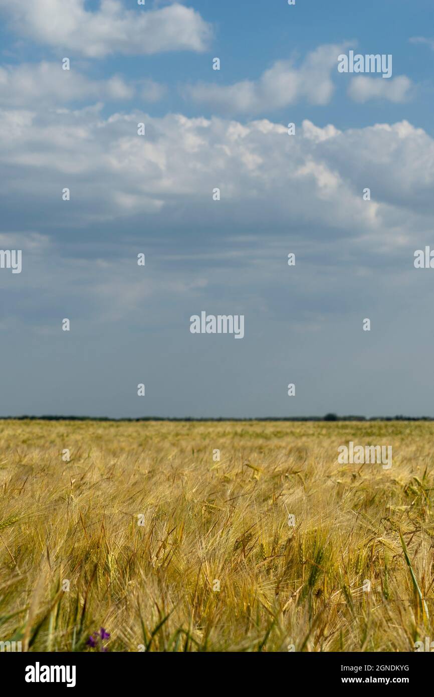 Natural background with a view of a field with grain crops Stock Photo ...