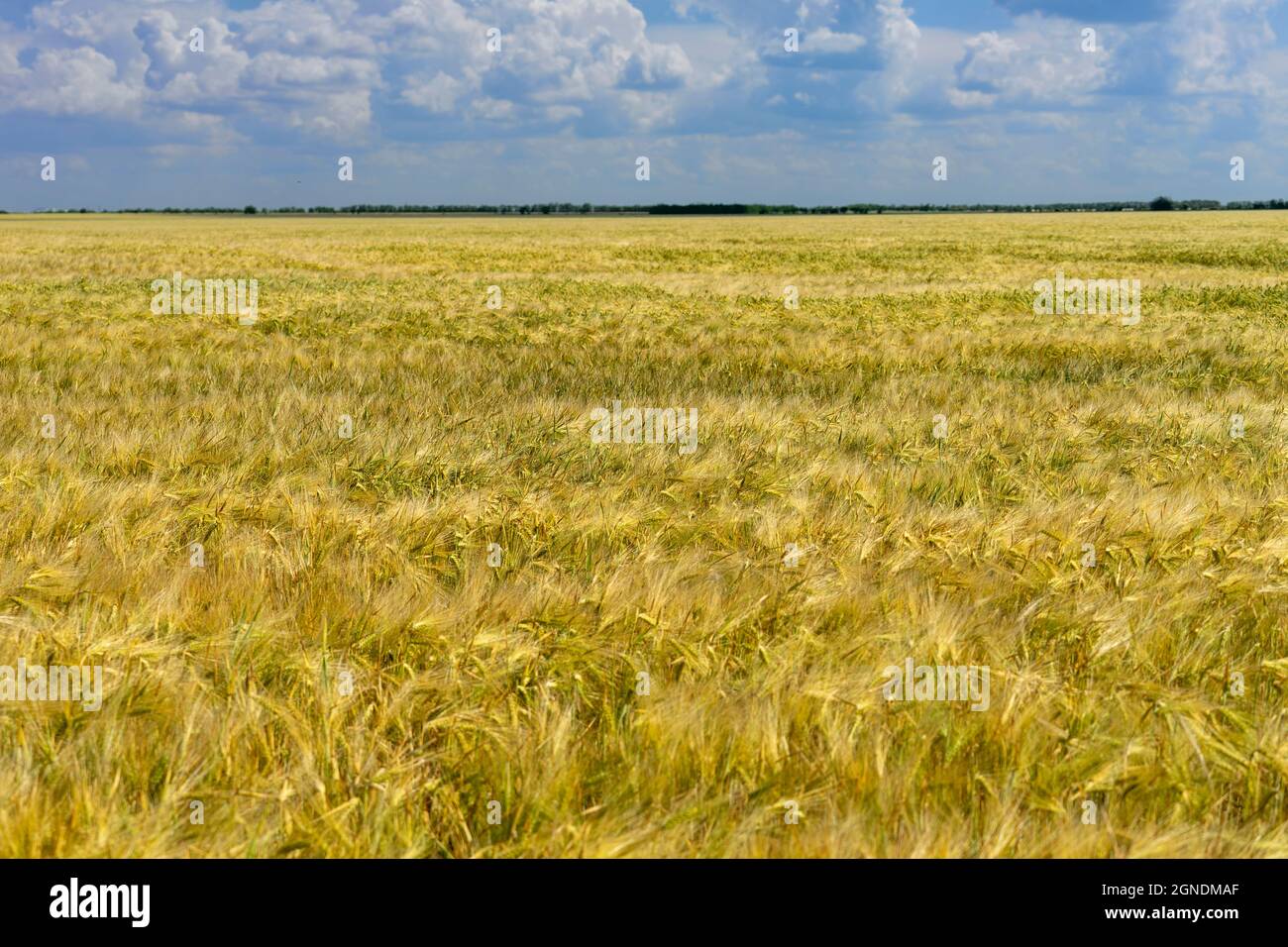 Natural background with a view of a field with grain crops Stock Photo ...