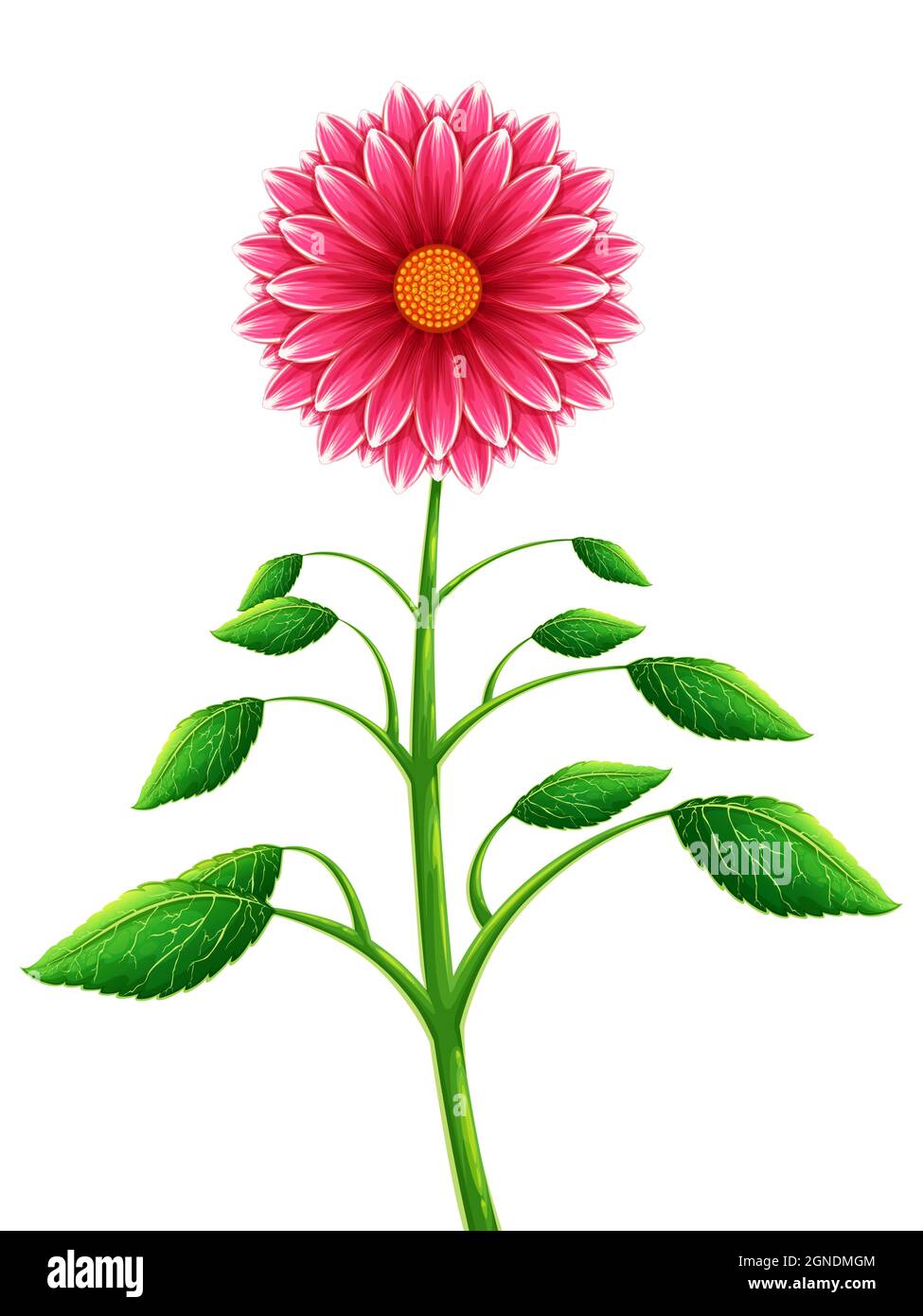 Dahlia, a beautiful and pleasant illustrated flower Stock Photo - Alamy
