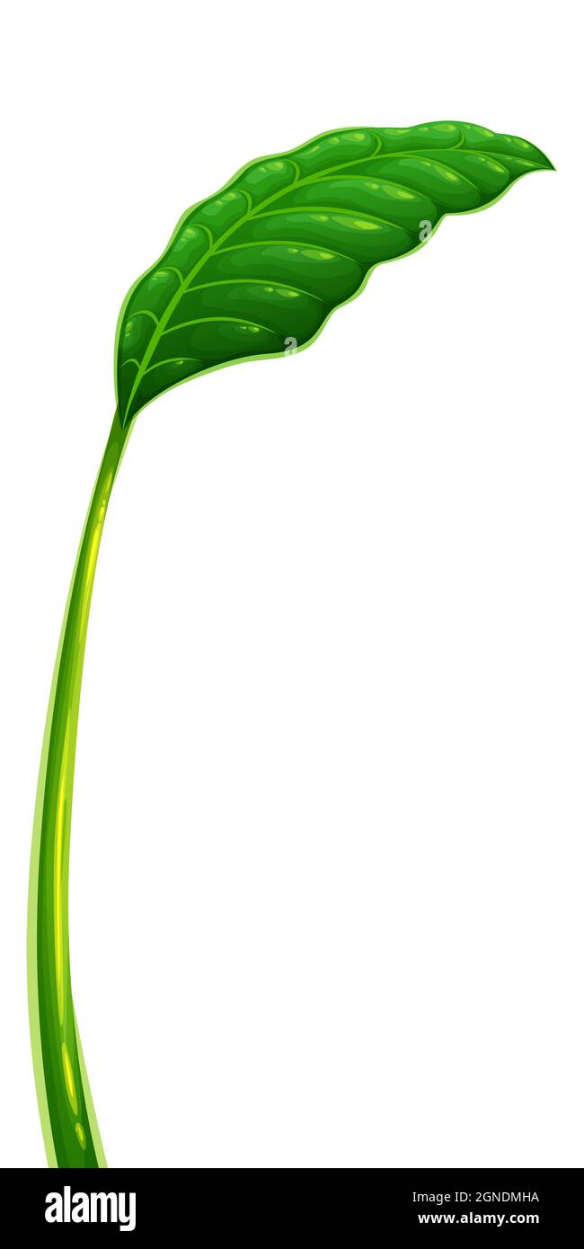 A beautiful green leaf of a flower Stock Photo - Alamy