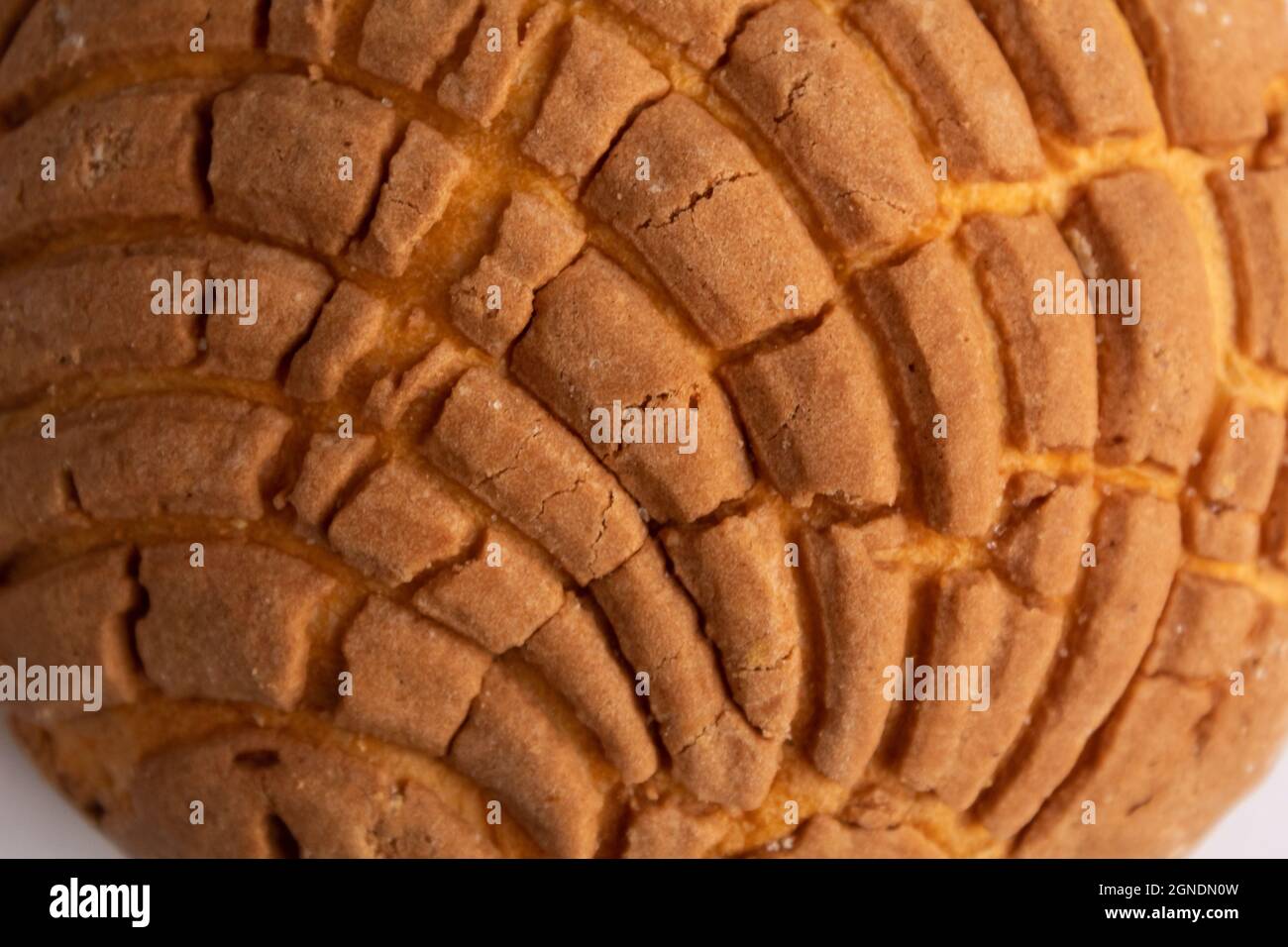 close up of a delicious traditional Mexican sweet bread called concha ...