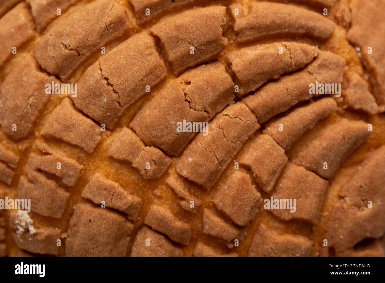 close up of a delicious traditional Mexican sweet bread called concha ...