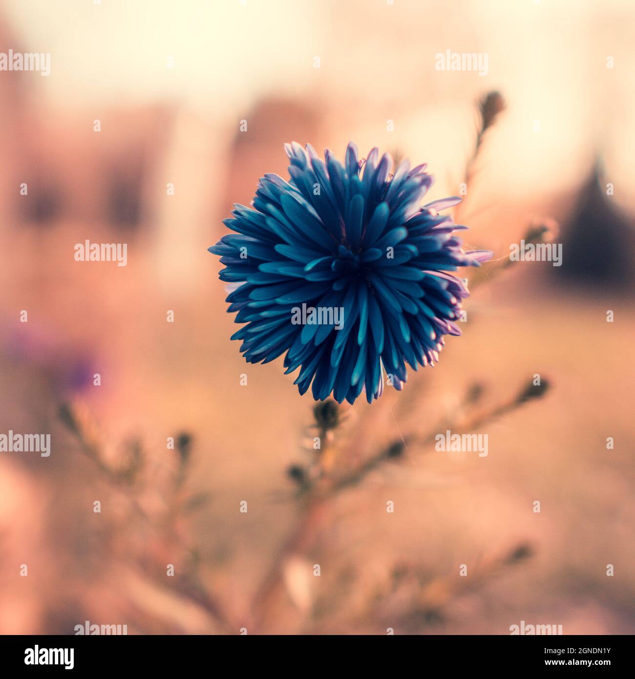 Selective focus of a sheepbit flower in a garden against a dark blurry ...